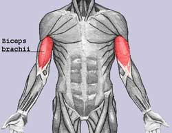 Frontface Magazine - träna biceps 05 nr 2006